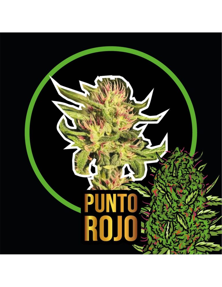 DELIRIUM SEEDS Punto Rojo Auto X4 - BUDDER GROWSHOP